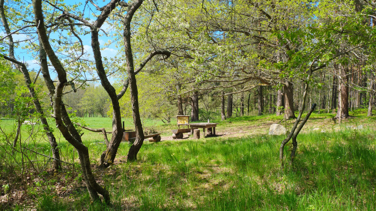 Murder Malady - A Carol Reed Mystery (2025) - Game details | Adventure ...