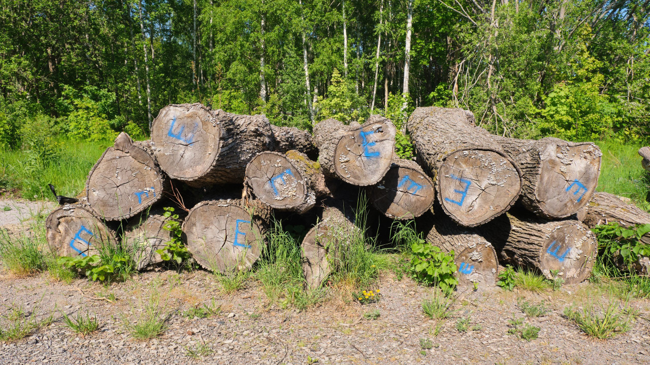 Murder Malady - A Carol Reed Mystery (2025) - Game details | Adventure ...